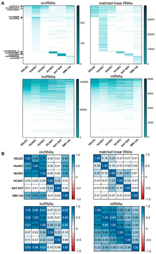 Specific Circular RNA Signature of Endothelial Cells: Potential ...