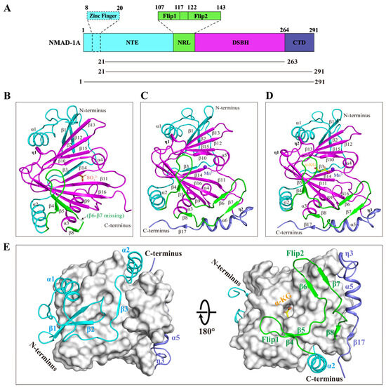 Structural Basis of Nucleic Acid Recognition and 6mA Demethylation by ...