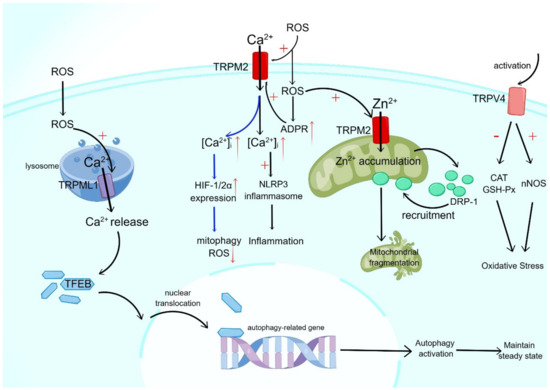 Role of TRP Channels in Metabolism-Related Diseases