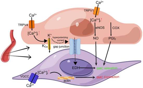 Role of TRP Channels in Metabolism-Related Diseases