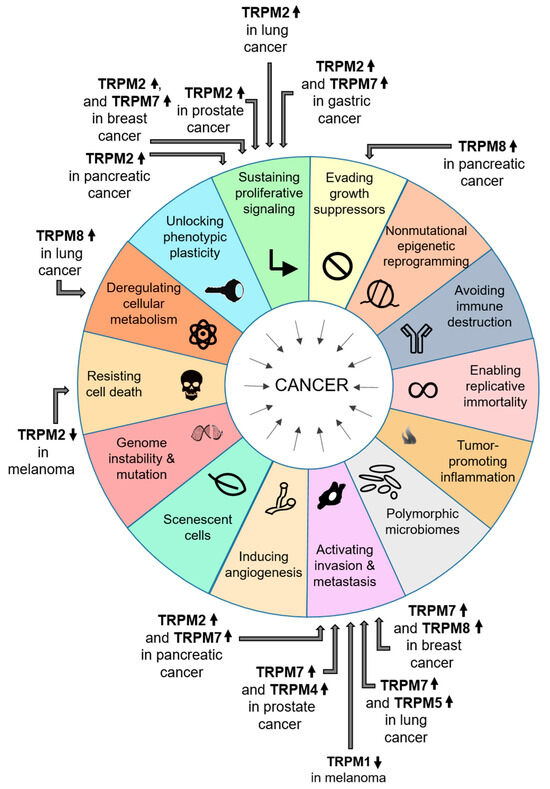 The Role of TRPM7 in Oncogenesis