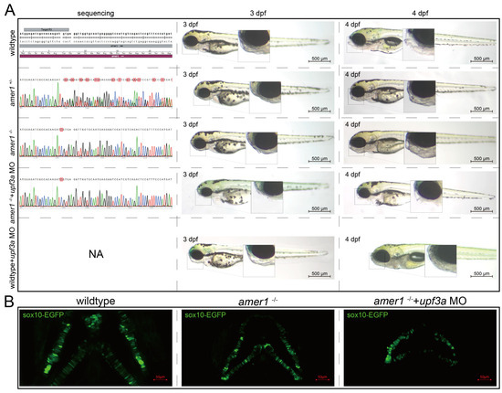 amer1 Regulates Zebrafish Craniofacial Development by Interacting with ...