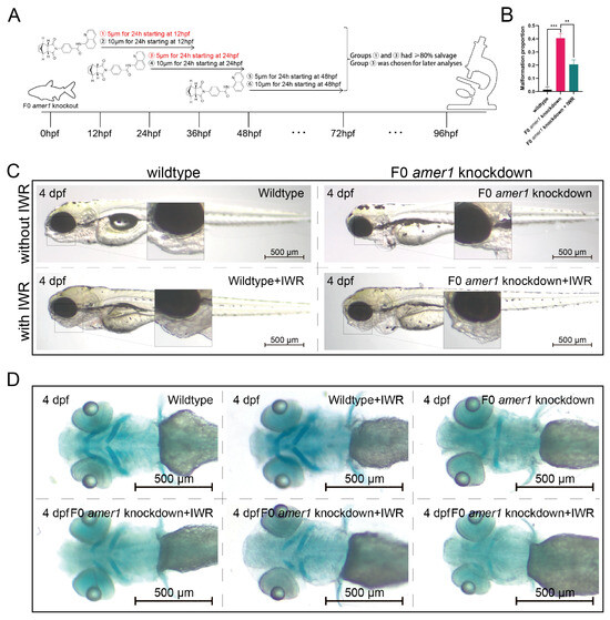 amer1 Regulates Zebrafish Craniofacial Development by Interacting with ...