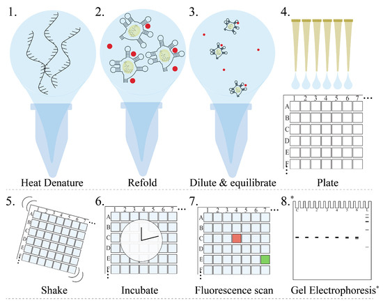 Fluorescent Ligand Equilibrium Displacement: A High-Throughput Method ...