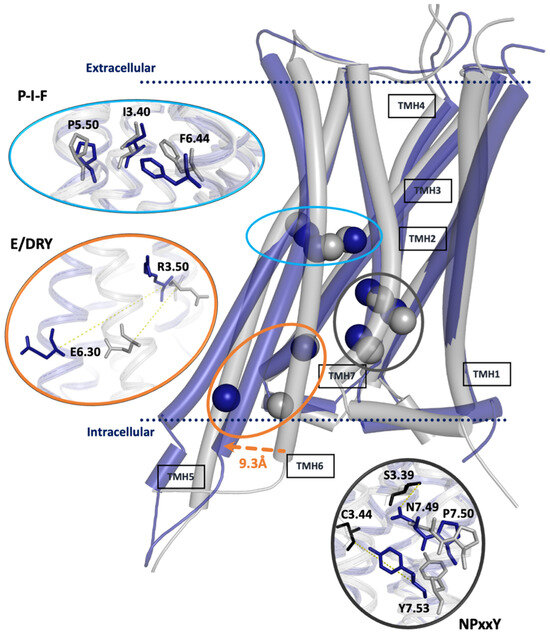 The Pivotal Distinction between Antagonists’ and Agonists’ Binding into ...