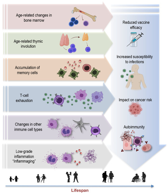 Immunosenescence and Cytomegalovirus: Exploring Their Connection in the Context of Aging, Health ...