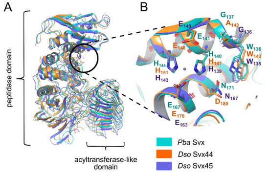 Svx Peptidases of Phytopathogenic Pectolytic Bacteria: Structural, Catalytic and Phytoimmune ...