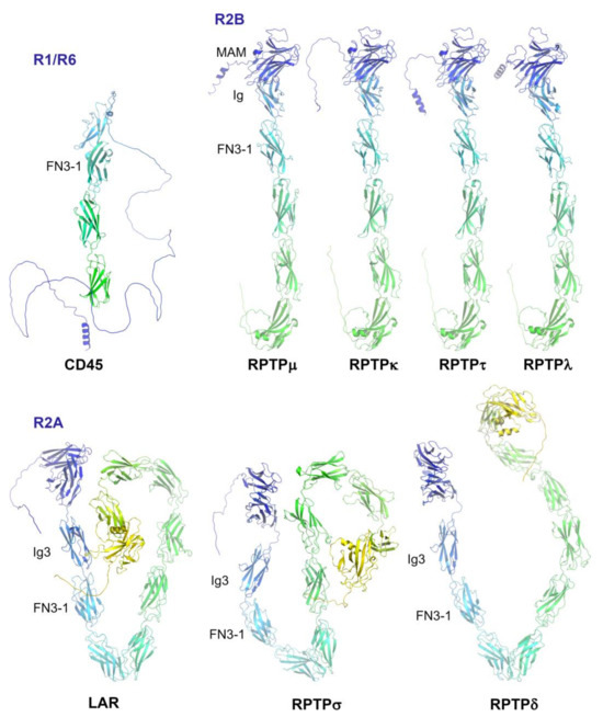 IJMS | Free Full-Text | Analysis of Receptor-Type Protein Tyrosine ...
