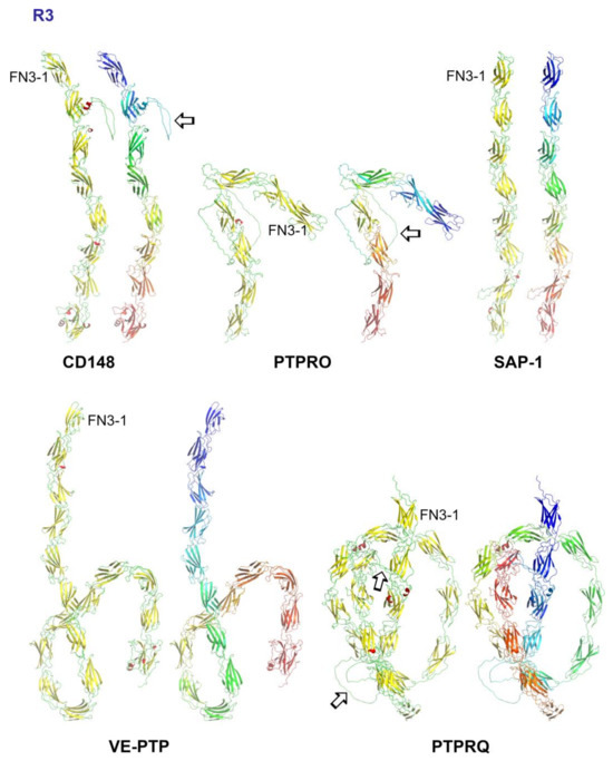 Analysis of Receptor-Type Protein Tyrosine Phosphatase Extracellular ...