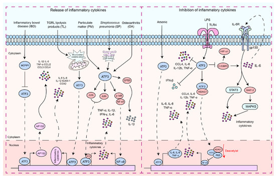 The Dual Roles of Activating Transcription Factor 3 (ATF3) in ...