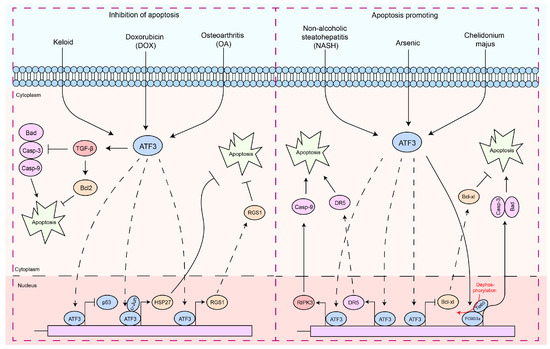 The Dual Roles of Activating Transcription Factor 3 (ATF3) in ...