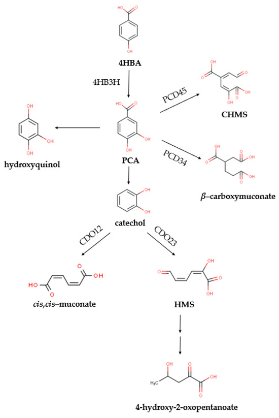 Elucidation of 4-Hydroxybenzoic Acid Catabolic Pathways in ...