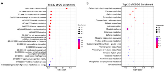 Identification of a Branch Number Locus in Soybean Using BSA-Seq and GWAS Approaches