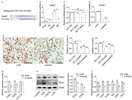 Let-7a-5p Regulates Animal Lipid Accumulation by Targeting Srebf2 and ...