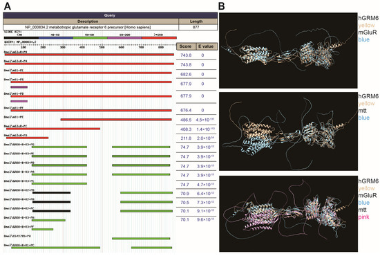 A Drosophila Model Reveals the Potential Role for mtt in Retinal Disease