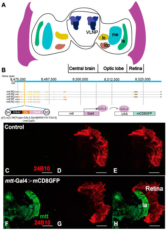 A Drosophila Model Reveals the Potential Role for mtt in Retinal Disease