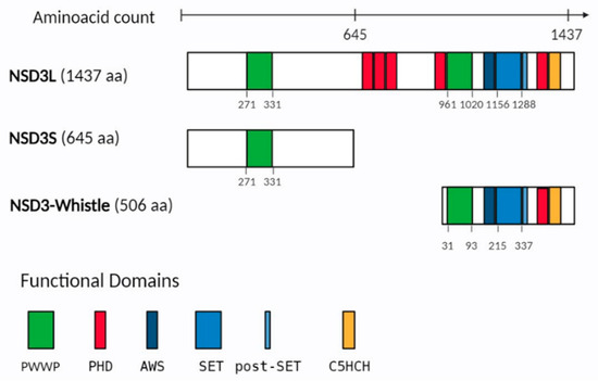 NSD3 in Cancer: Unraveling Methyltransferase-Dependent and Isoform ...