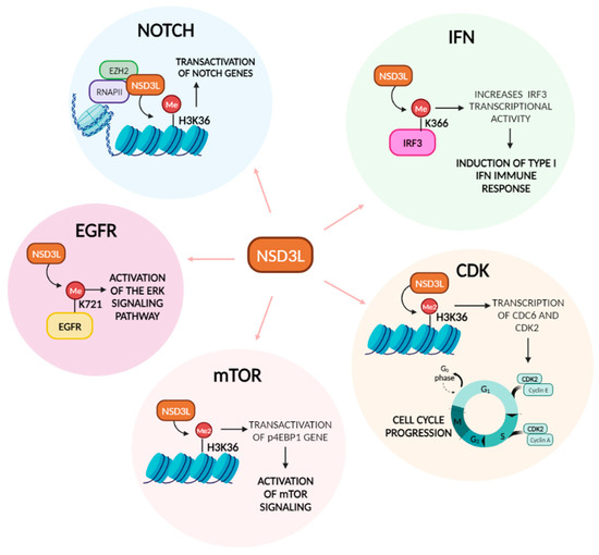 NSD3 in Cancer: Unraveling Methyltransferase-Dependent and Isoform ...