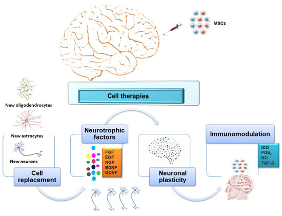 Perinatal Tissue-Derived Stem Cells: An Emerging Therapeutic Strategy ...