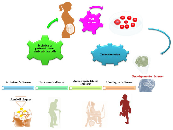 Perinatal Tissue-Derived Stem Cells: An Emerging Therapeutic Strategy ...