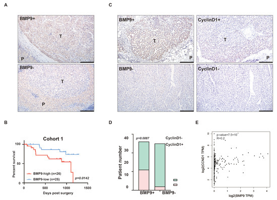 BMP9-ID1 Pathway Attenuates N6-Methyladenosine Levels of CyclinD1 to ...