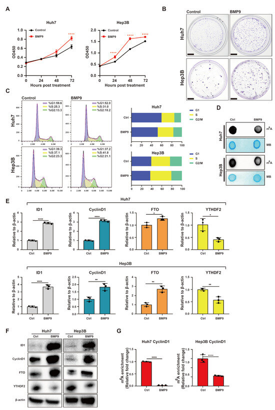 BMP9-ID1 Pathway Attenuates N6-Methyladenosine Levels of CyclinD1 to ...