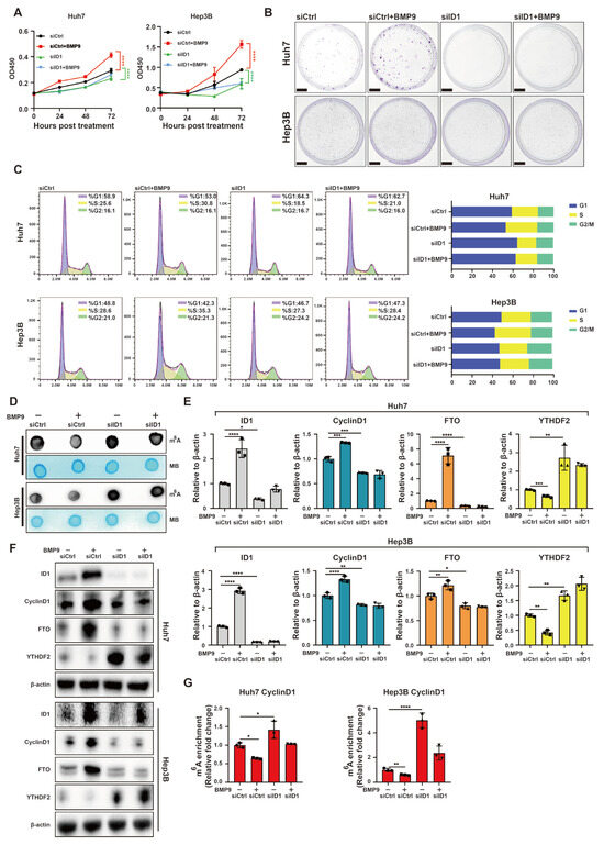 BMP9-ID1 Pathway Attenuates N6-Methyladenosine Levels of CyclinD1 to ...