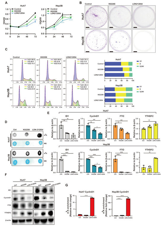 BMP9-ID1 Pathway Attenuates N6-Methyladenosine Levels of CyclinD1 to ...