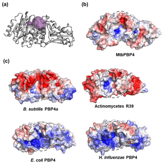 Structural Insights into the Penicillin-Binding Protein 4 (DacB) from ...
