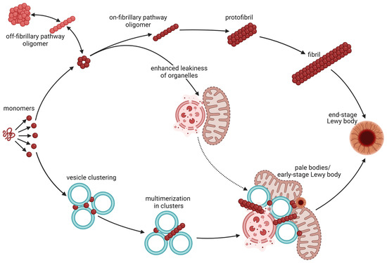 From Synaptic Physiology to Synaptic Pathology: The Enigma of α-Synuclein