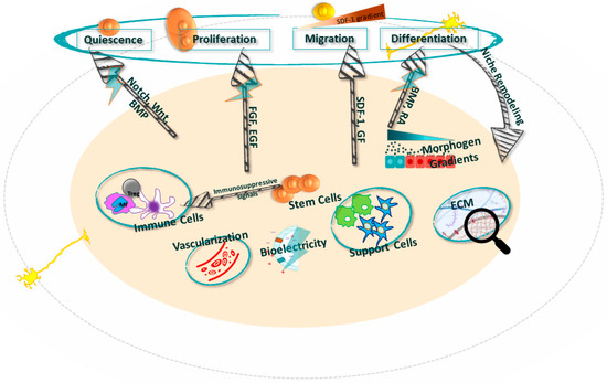 Harnessing the Stem Cell Niche in Regenerative Medicine: Innovative ...