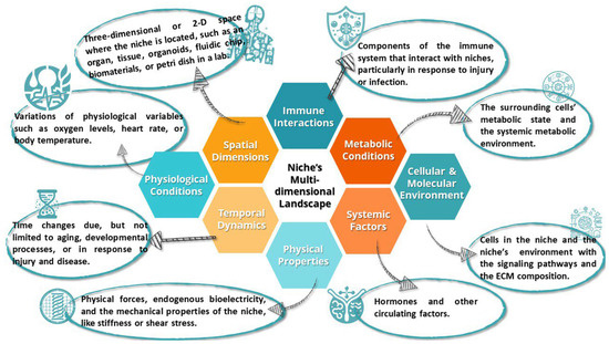 Harnessing the Stem Cell Niche in Regenerative Medicine: Innovative ...