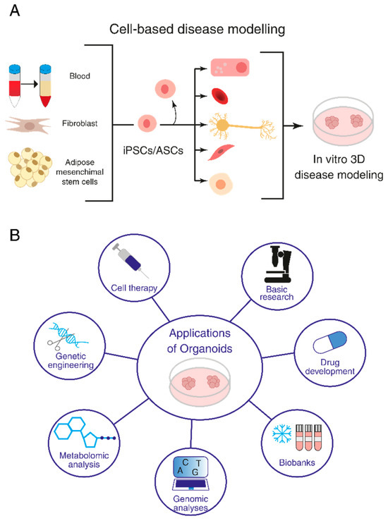 Advanced Cellular Models for Rare Disease Study: Exploring Neural, Muscle and Skeletal Organoids