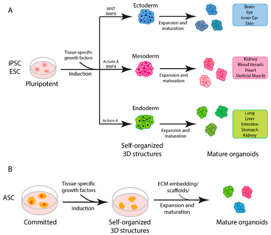 Advanced Cellular Models for Rare Disease Study: Exploring Neural ...