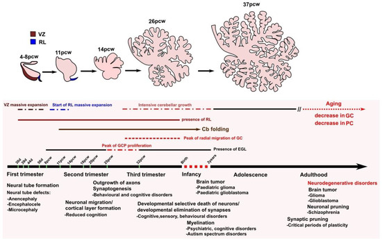 Aging, Neurodegenerative Disorders, and Cerebellum