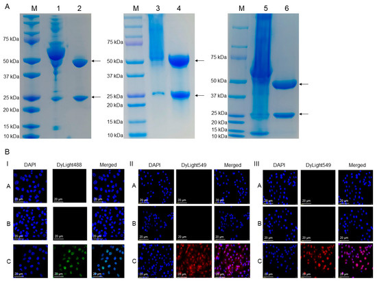 Generation and Application of Monoclonal Antibodies against Porcine ...