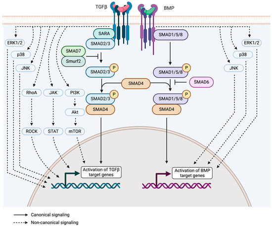 The TGF-β Family in Glioblastoma