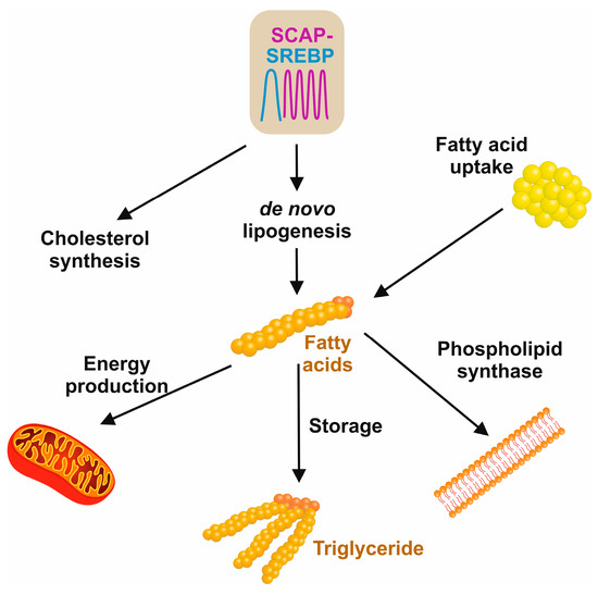 The Role of SCAP/SREBP as Central Regulators of Lipid Metabolism in ...