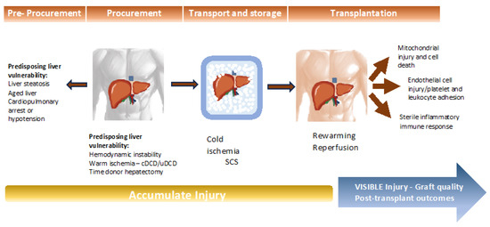 Focusing on Ischemic Reperfusion Injury in the New Era of Dynamic Machine Perfusion in Liver ...