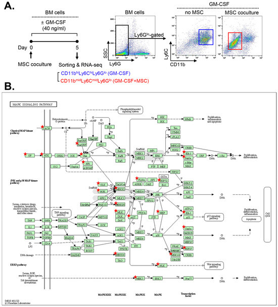 Mesenchymal Stem/Stromal Cells Induce Myeloid-Derived Suppressor Cells in the Bone Marrow via ...
