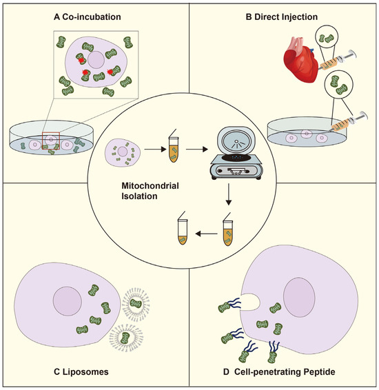 The Research Progress of Mitochondrial Transplantation in the Treatment ...