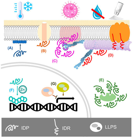 Protein Disorder in Plant Stress Adaptation: From Late Embryogenesis ...
