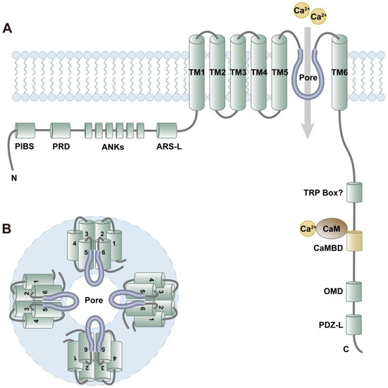 IJMS | Free Full-Text | The Multifaceted Functions of TRPV4 and Calcium ...
