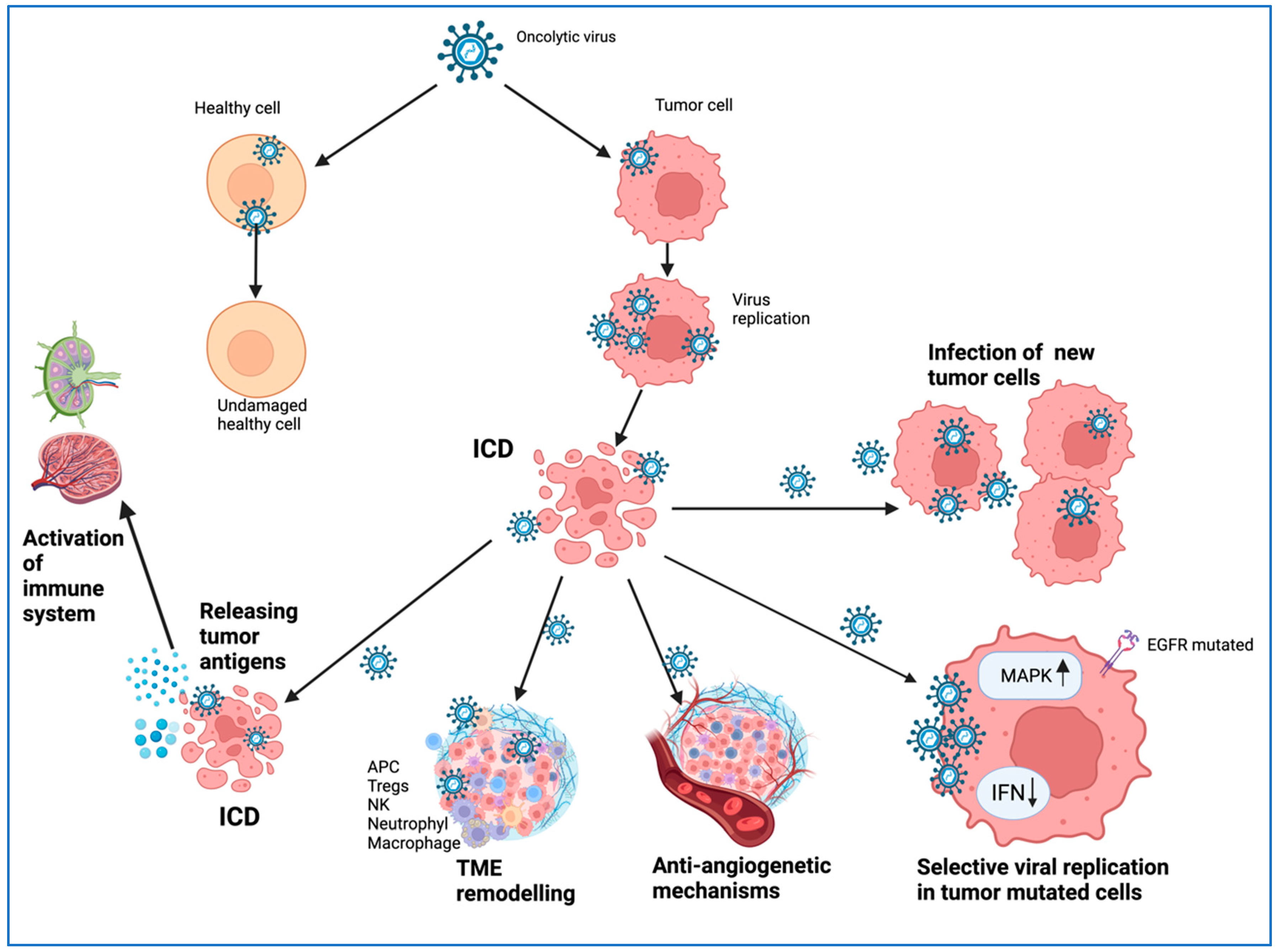 IJMS | Free Full-Text | Oncolytic Virotherapy: A New Paradigm in Cancer Immunotherapy
