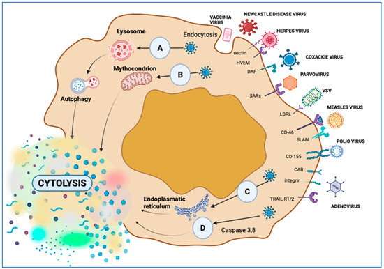 IJMS | Free Full-Text | Oncolytic Virotherapy: A New Paradigm in Cancer Immunotherapy