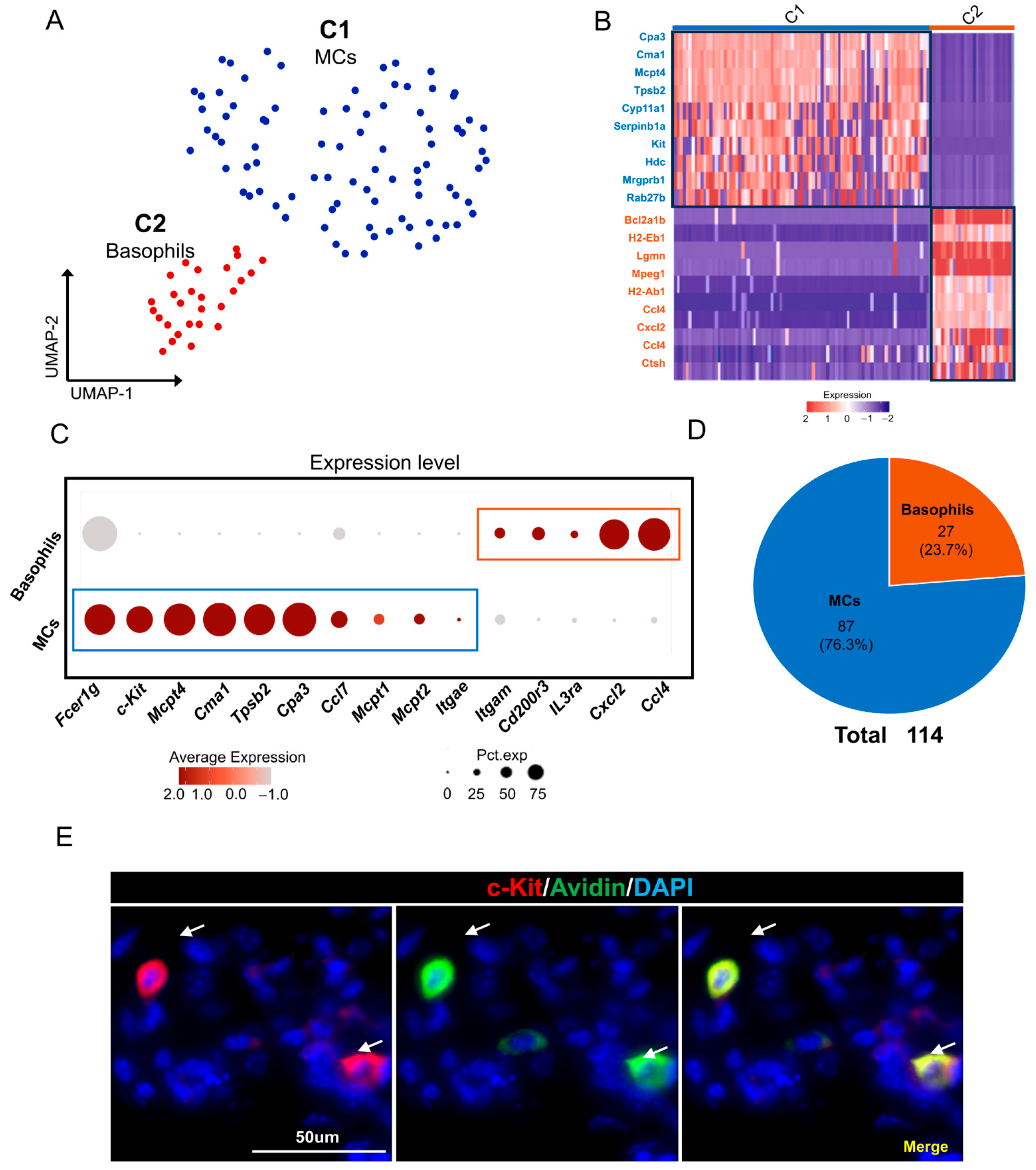 IJMS | Free Full-Text | Exploring Immune Cell Diversity in the Lacrimal ...