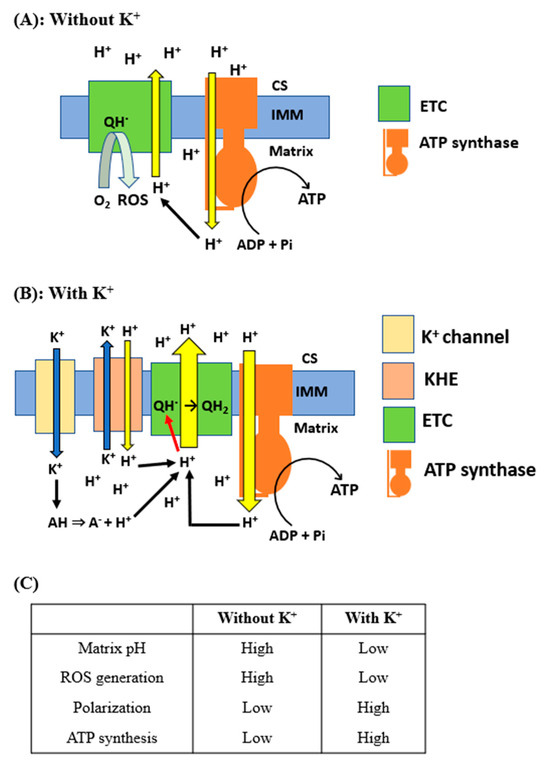 Potassium Ions Decrease Mitochondrial Matrix pH: Implications for ATP Production and Reactive ...