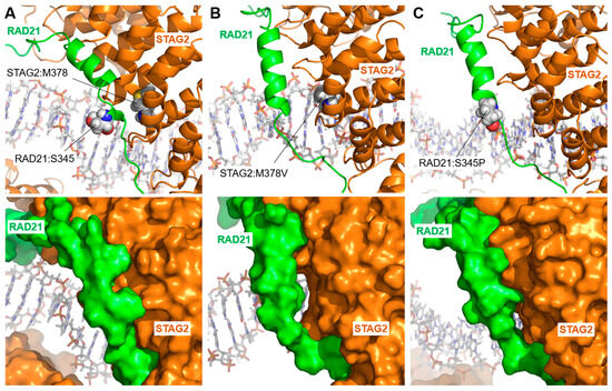 STAG2: Computational Analysis of Missense Variants Involved in Disease