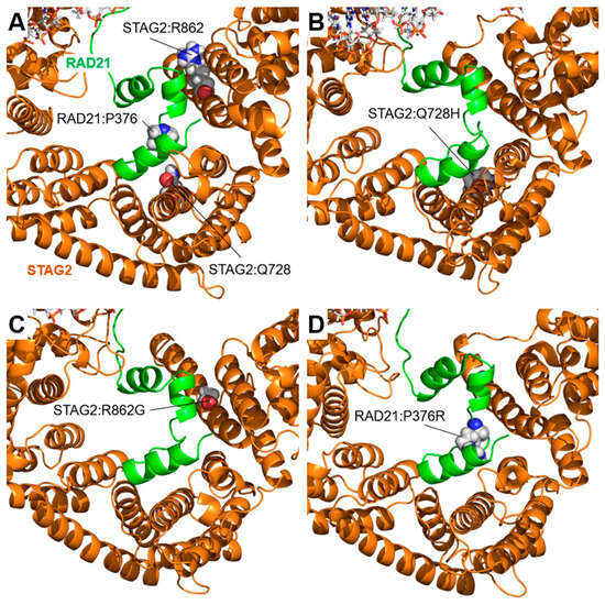 STAG2: Computational Analysis of Missense Variants Involved in Disease