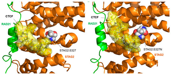 STAG2: Computational Analysis of Missense Variants Involved in Disease
